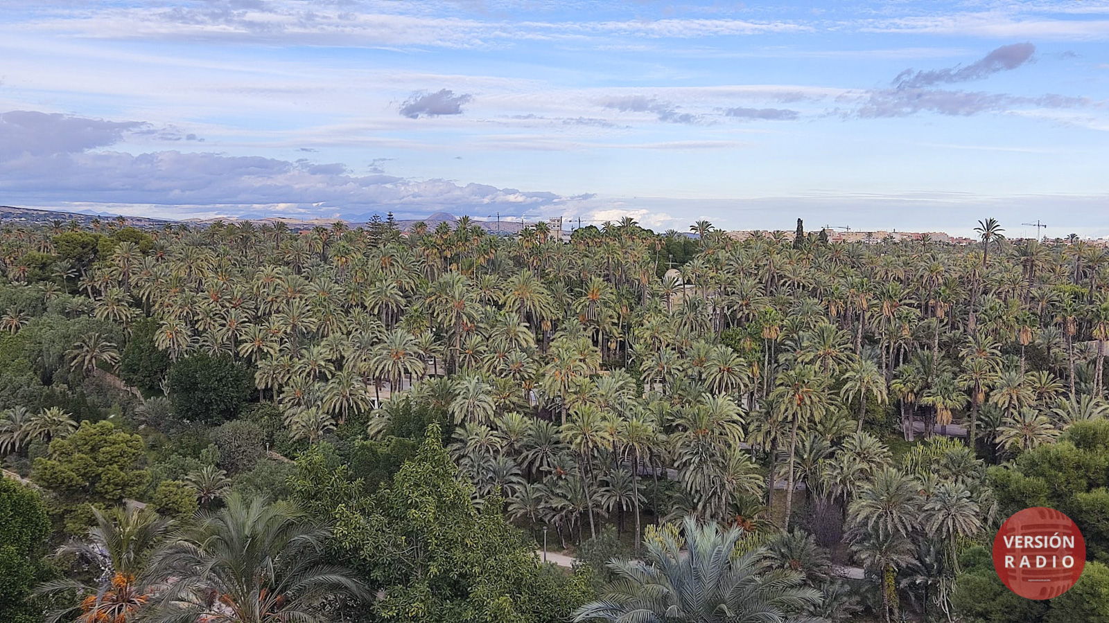 El Palmeral de Elche cumple 22 años como Patrimonio de la Humanidad por ...